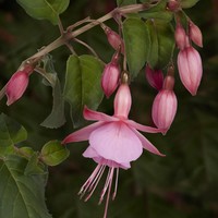 Fuchsia | Hendriks Young Plants